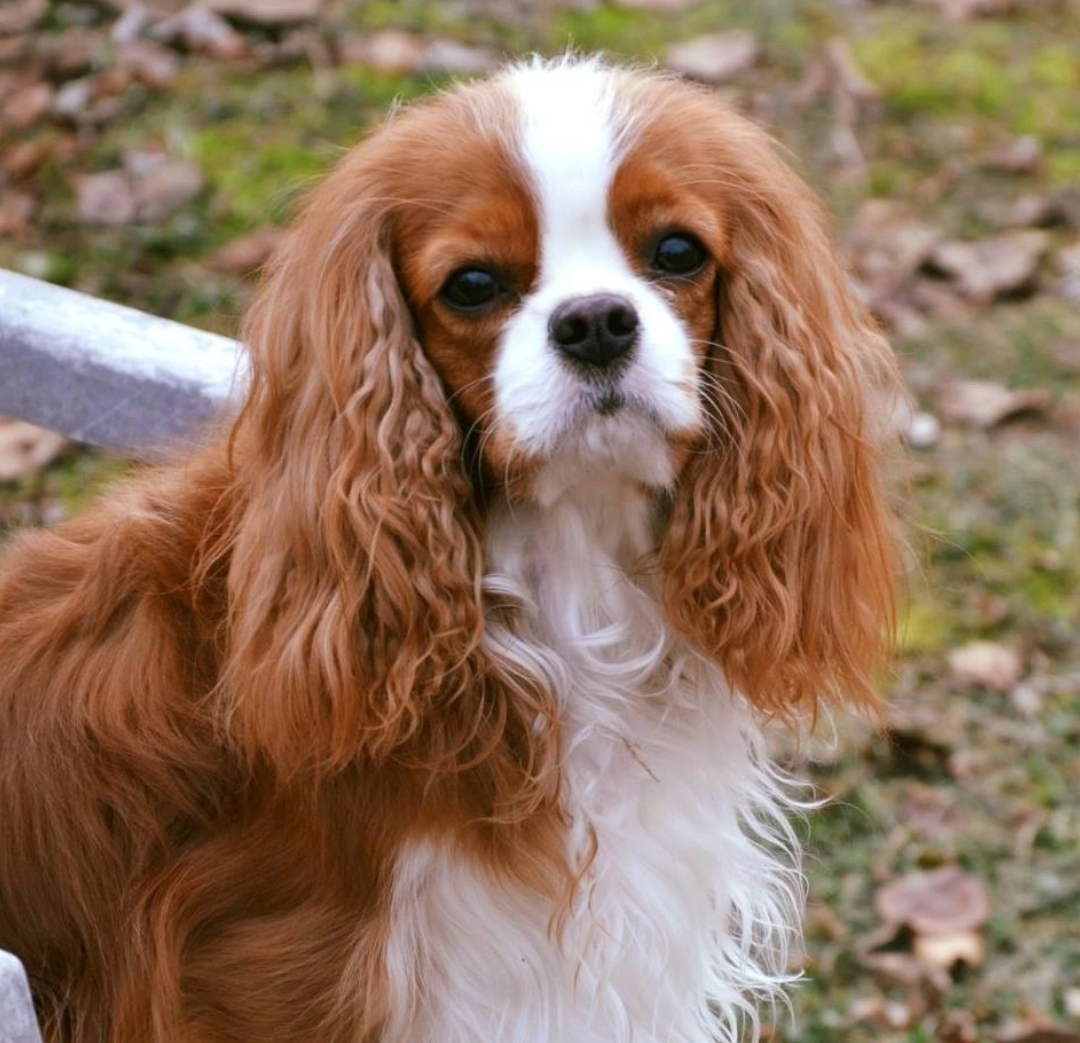 Pedigree database Cavalier King Charles Spaniel