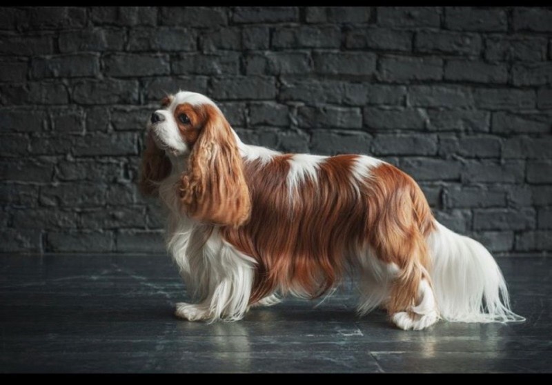 Pedigree database Cavalier King Charles Spaniel
