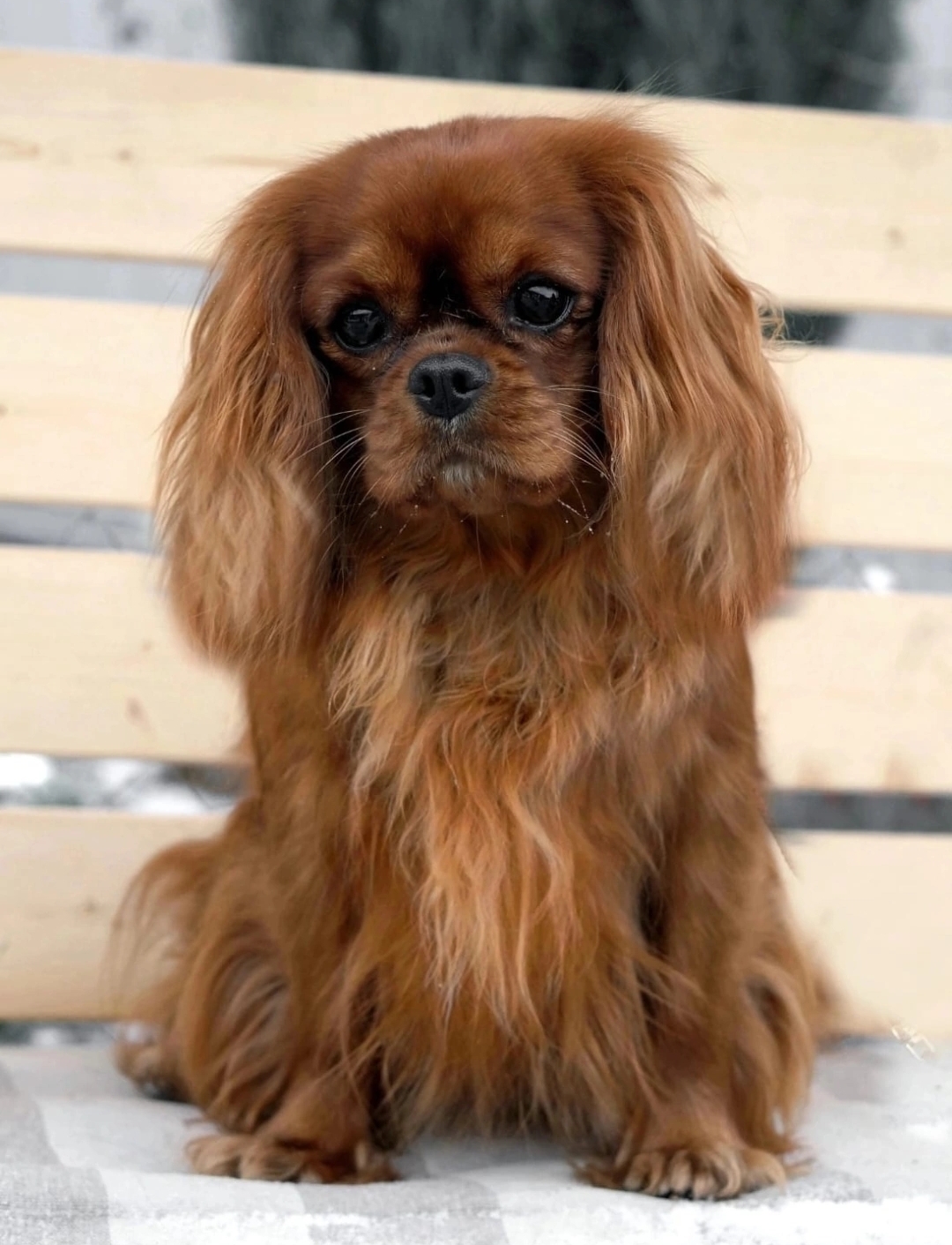 Pedigree database Cavalier King Charles Spaniel