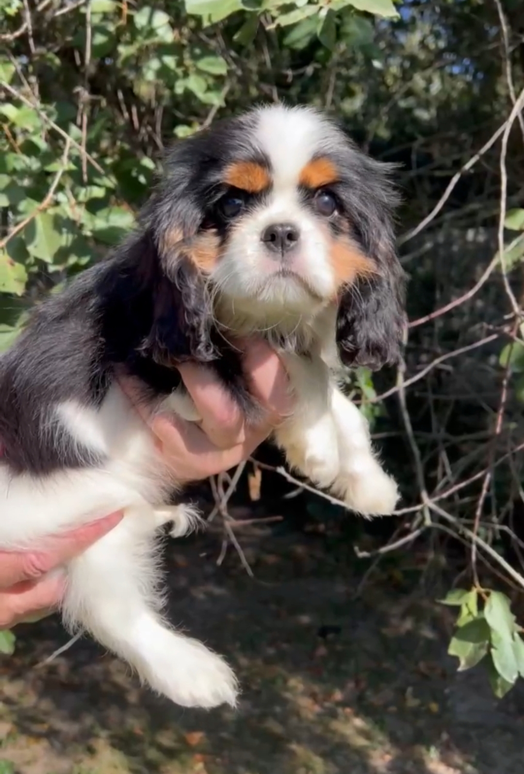 Pedigree database Cavalier King Charles Spaniel