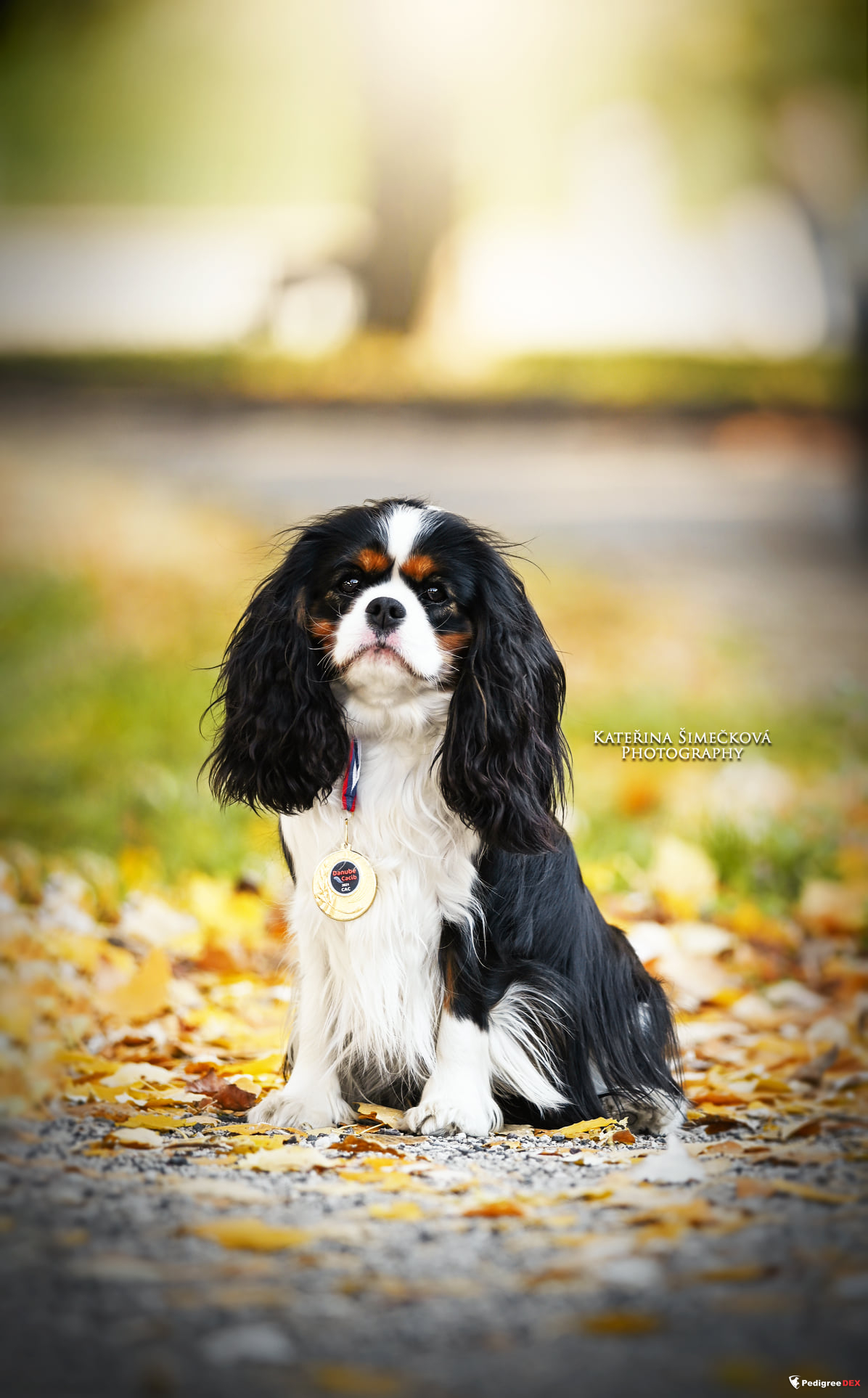 Pedigree database Cavalier King Charles Spaniel