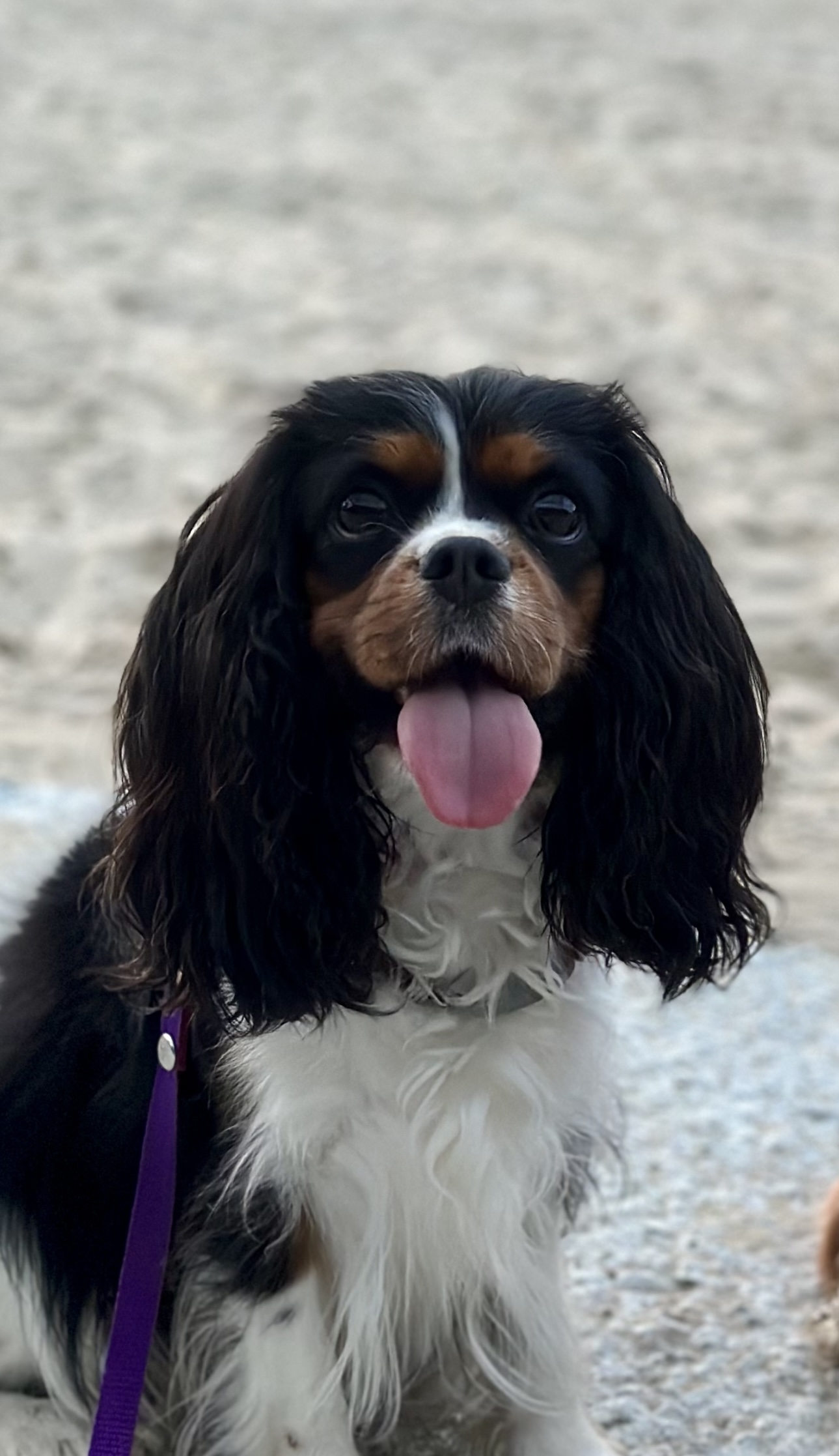 Pedigree database Cavalier King Charles Spaniel
