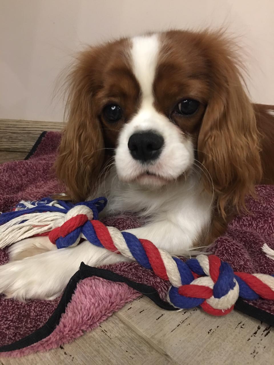 Pedigree database Cavalier King Charles Spaniel