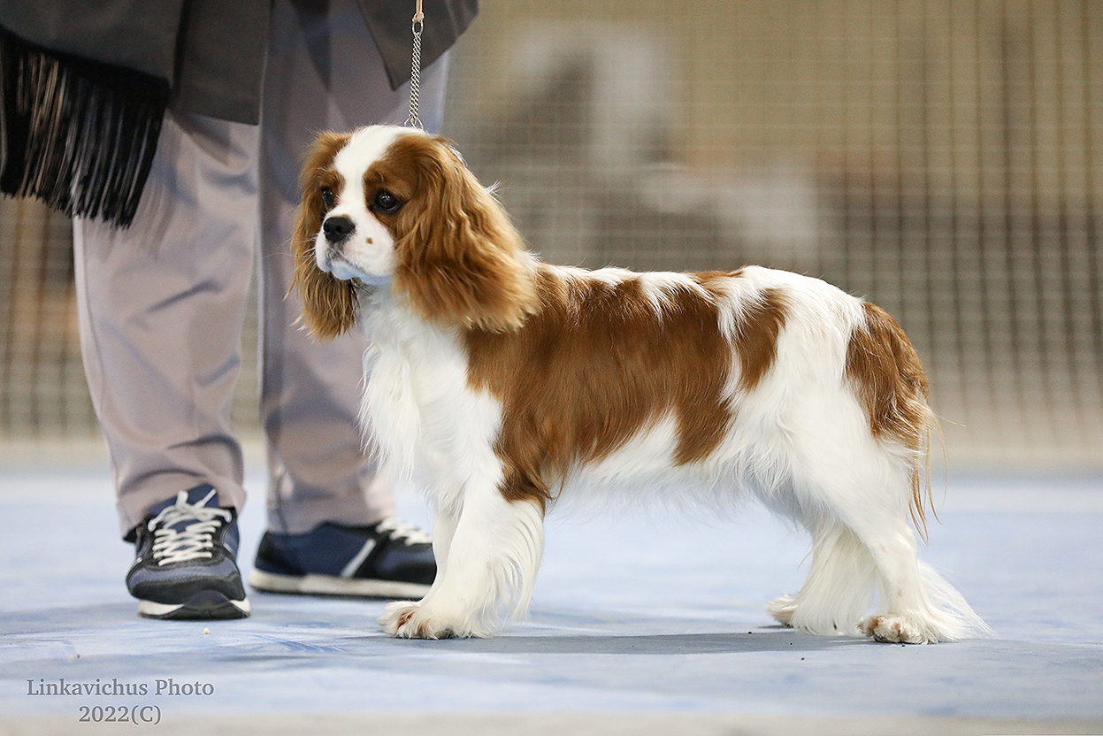 Pedigree database Cavalier King Charles Spaniel