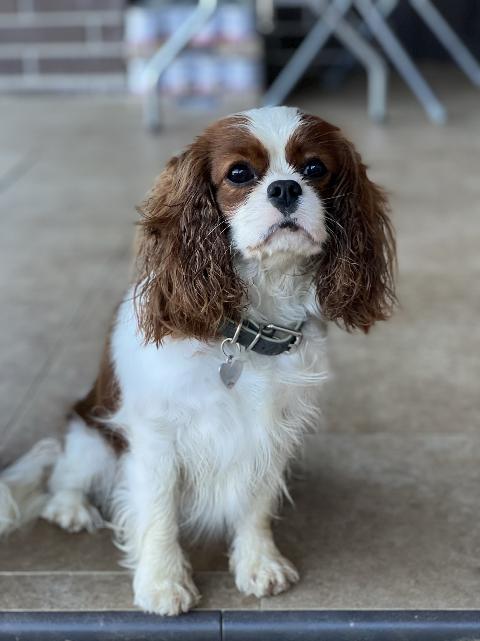 Pedigree database Cavalier King Charles Spaniel