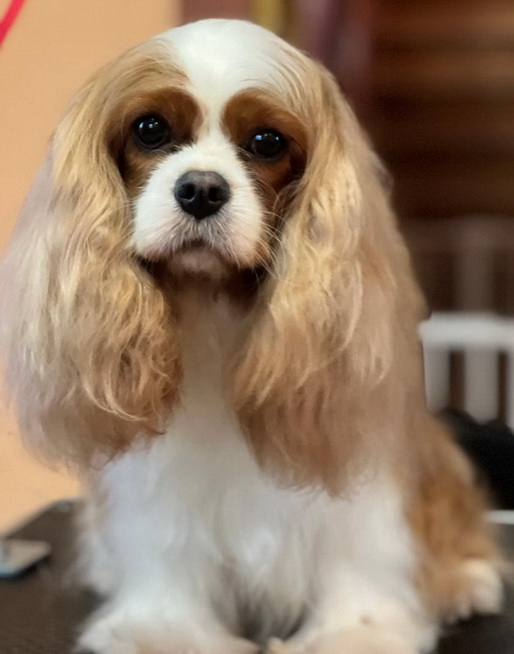 Pedigree database Cavalier King Charles Spaniel