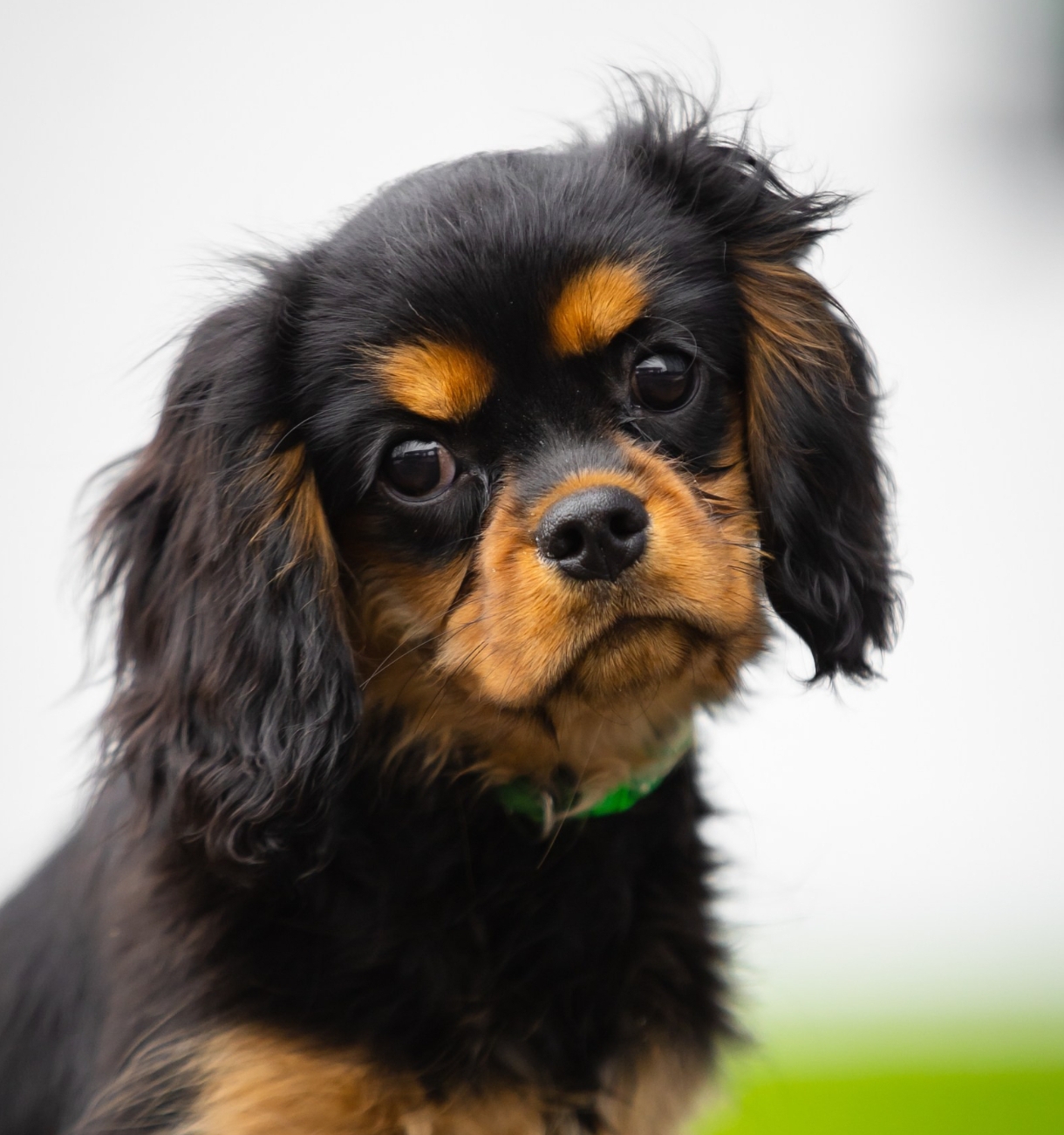 Pedigree database Cavalier King Charles Spaniel