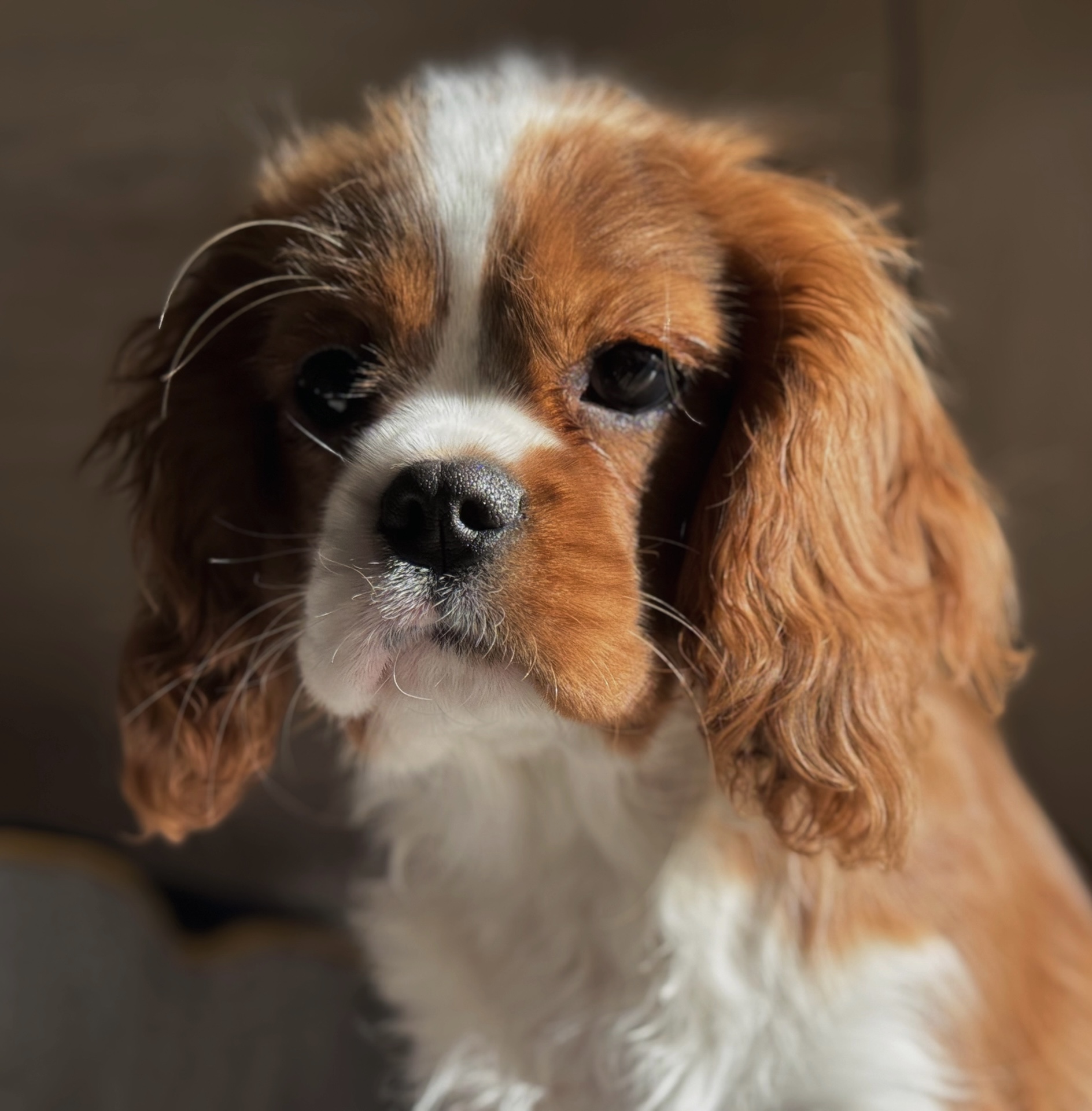 Pedigree database Cavalier King Charles Spaniel